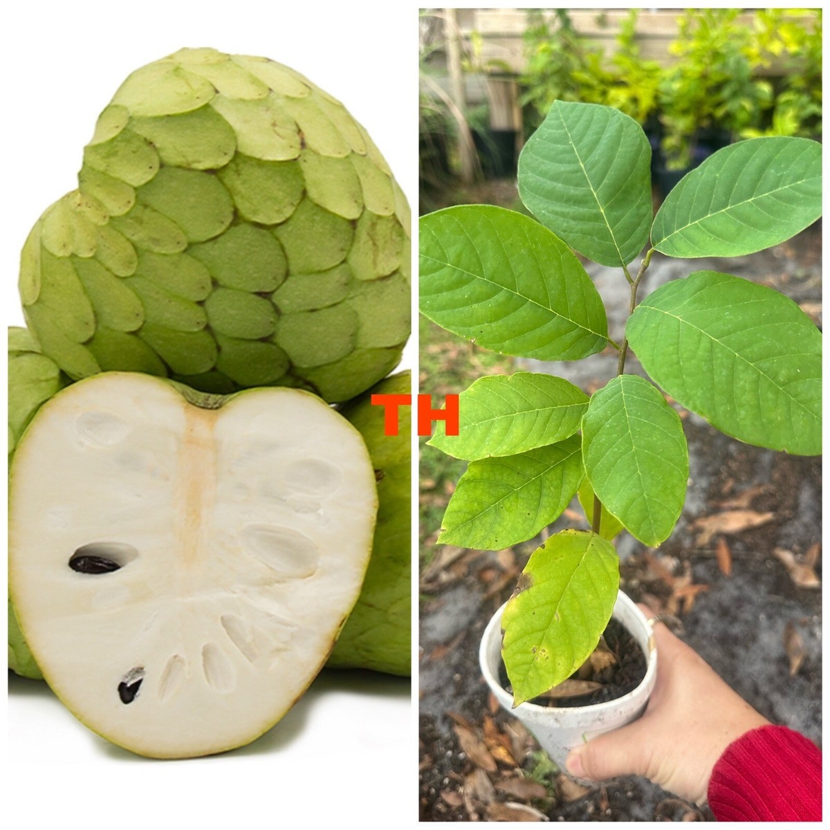 Cherimoya Tre