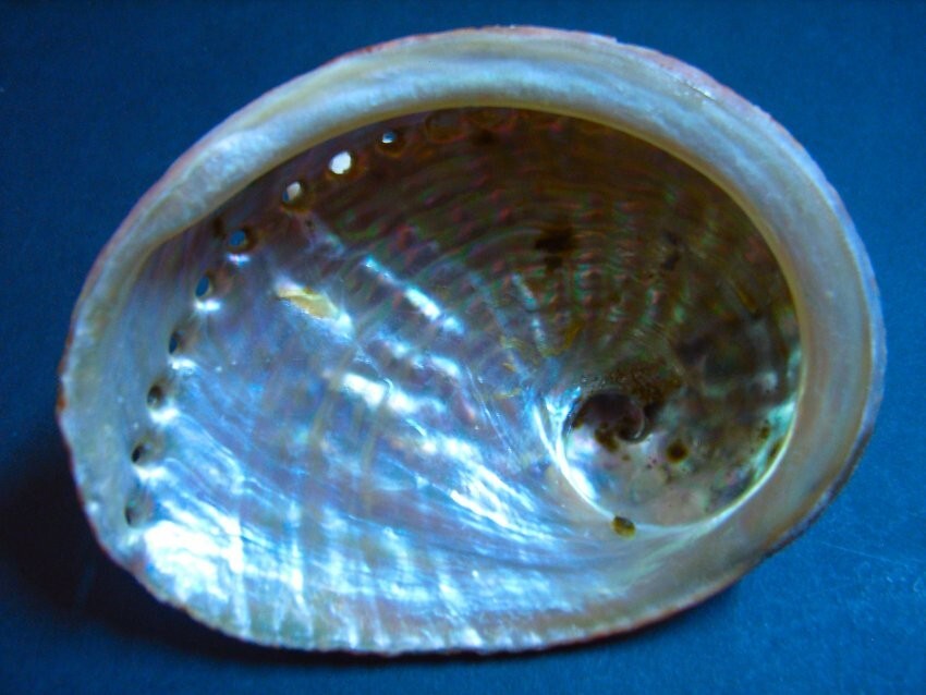 Haliotis roei 02 | eBay