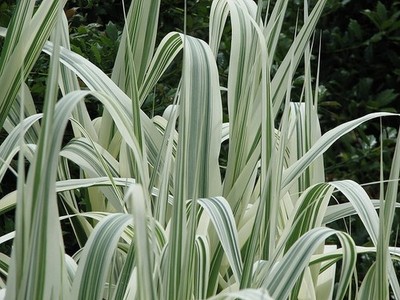 Arundo Donax Variegata | Variegated Spanish Cane| 9cm potted plant ...