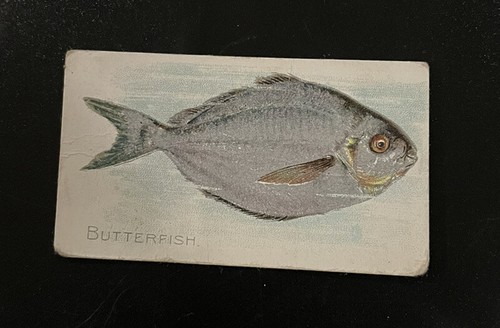 Fish Series Sweet Caporal Blackfish Cigarette Tobacco Trade Card ...