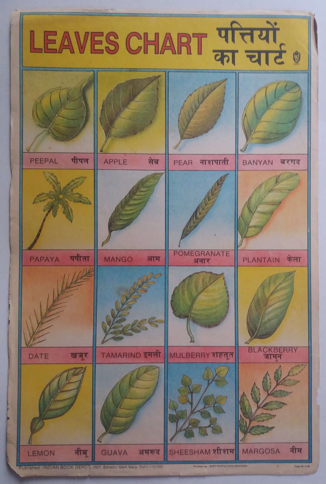 Tree Leaves Chart