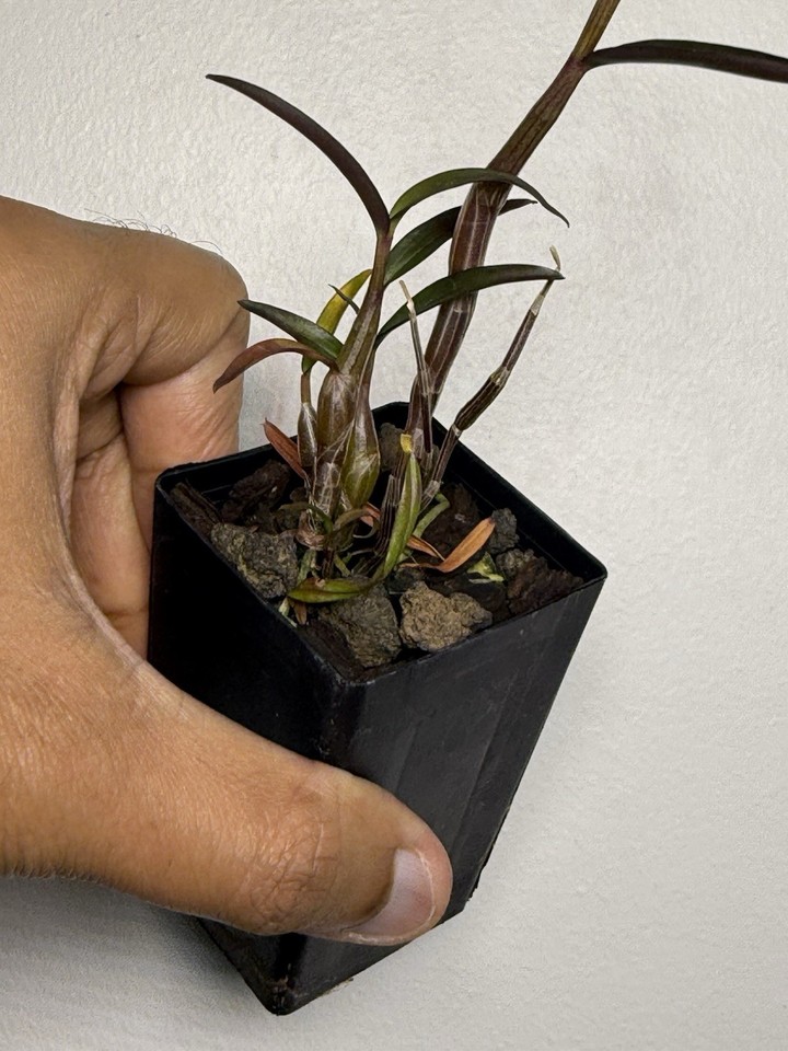 Dendrobium maccarthiae, Species Orchid. | eBay Australia