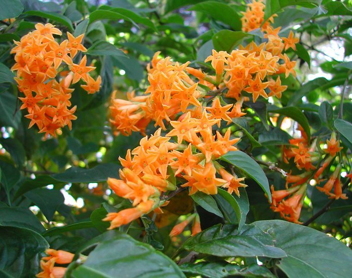 Orange Cestrum