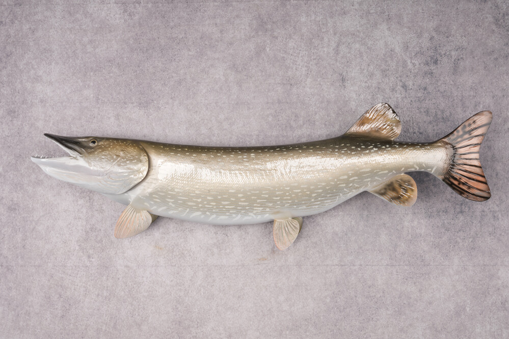 Northern Pike Reproduction Fish Taxidermy Mount SKU 2687 | eBay