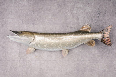 Northern Pike Reproduction Fish Taxidermy Mount SKU 2687 | eBay