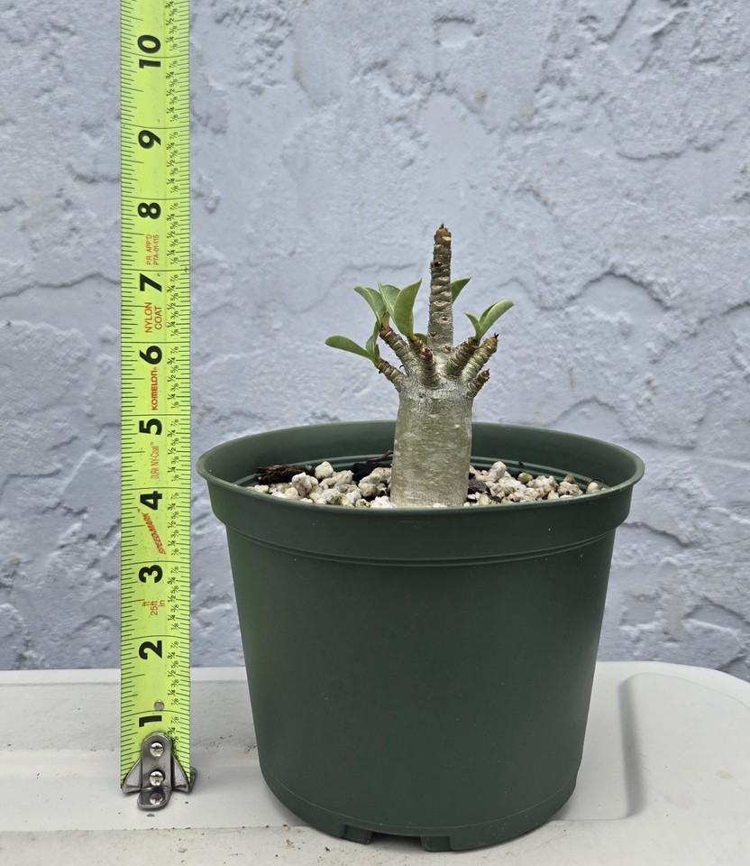 Arabicum Champ Crown Adenium Bonsai Tree Desert Rose Live Plant Thai ...