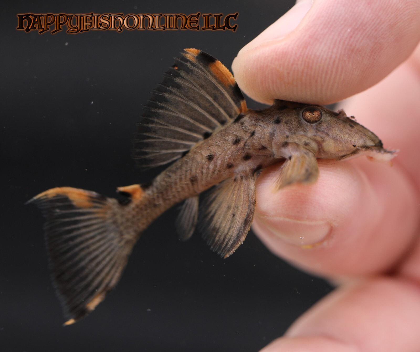 L091 THREE BEACON PLECO! SUPER COOL JUVENILE LIVE FISH - GREAT GROUP! 6 ...