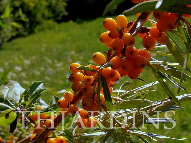 Hippophae/Elaeagnus rhamnoides, Seaberry, Sea Buckthor - 100 Sementes ...