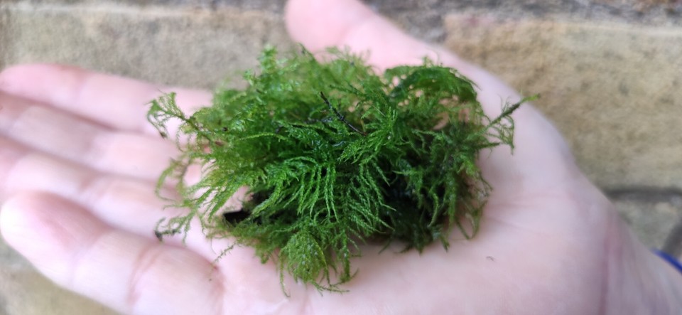 Java Moss High Grade Live Carpet Plants Aquarium Tropical Fish Tank ...