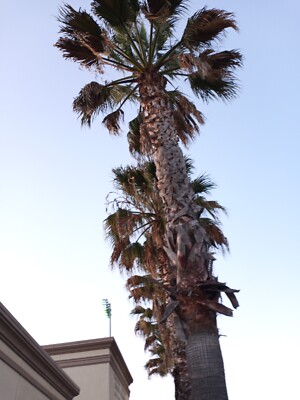 30 Mexican Fan Palm Tree Seeds (Washingtonia robusta) Tropical Exotic ...