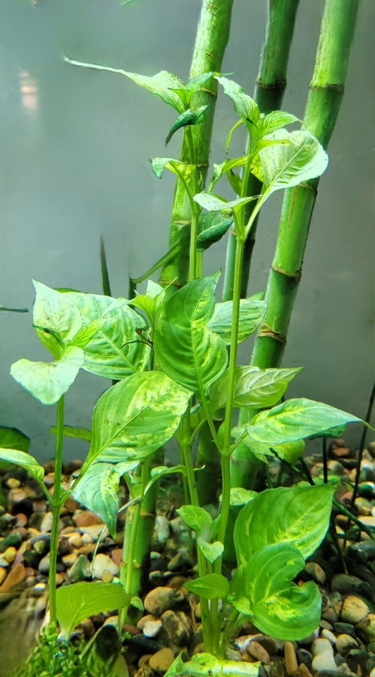 Floratica ¦ Hygrophila C. Variegatus (5x) Live Aquarium Plant Tropical ...