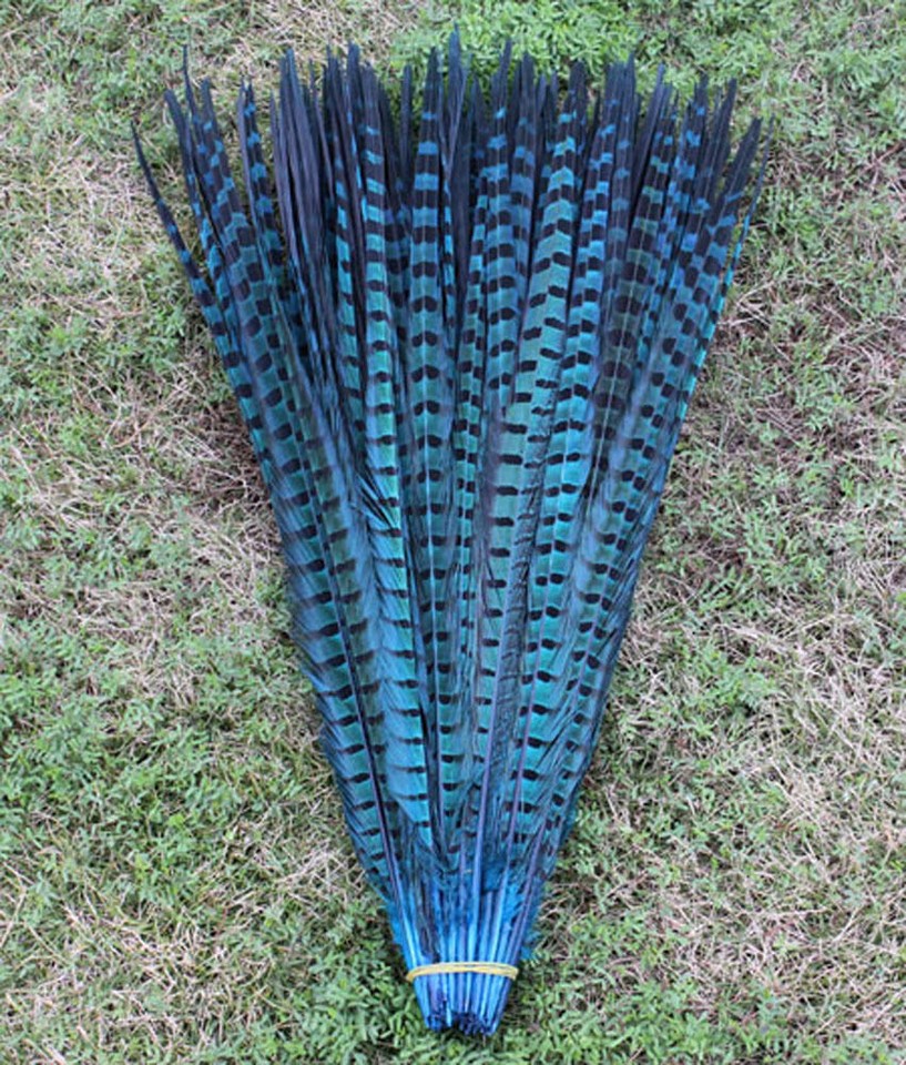 DYED ENGLISH RINGNECK Pheasant Feathers 20-26" MANY COLORS! Costume ...