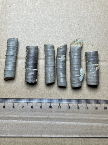 70g Devonian period Crinoid stem specimen | eBay