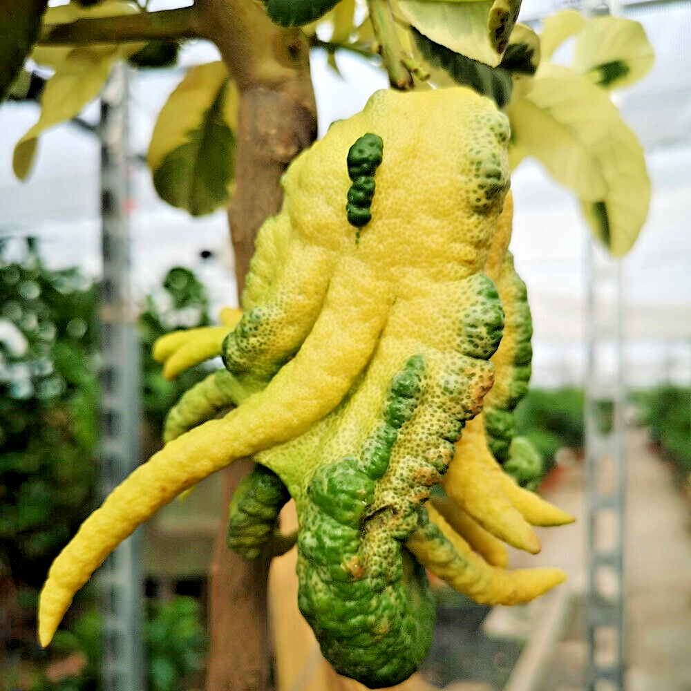 Buddhas Hand Plant