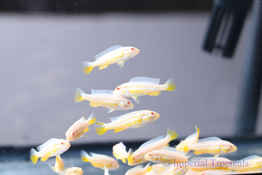 Golden Cichlid Melanochromis Auratus Species Tropical