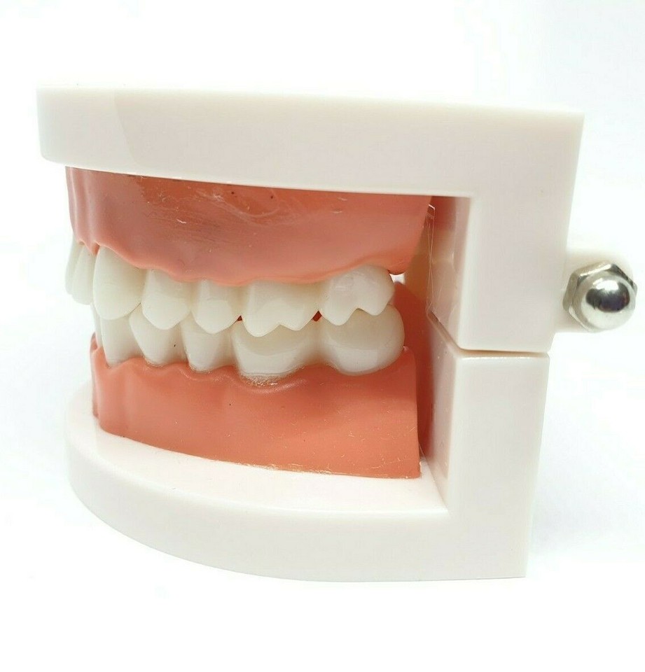 Teeth Model Kids Teaching Study Supplies Adult Standard Demonstration ...