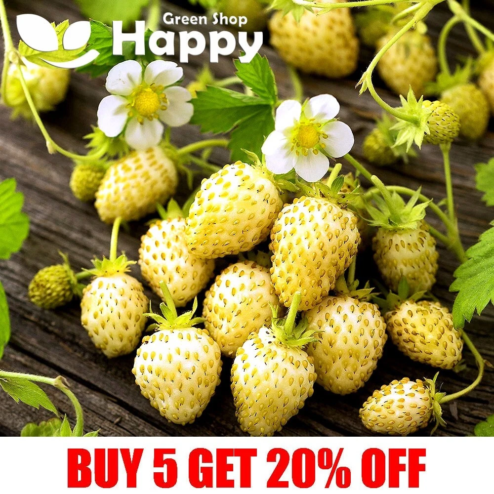 White Alpine Strawberries