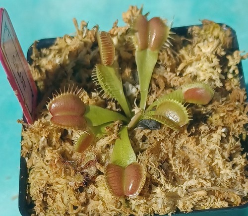 Venus Flytrap GALAXY Young Division Carnivorous Plant | eBay