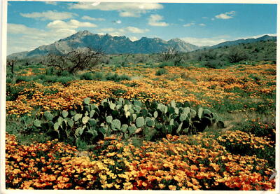 Southern Arizona, Ray Manley, desert poppies, prickly pear cactus ...