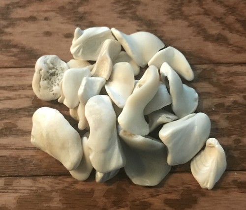 Tumbled Sea Shell Fragments, For Art, Jewelry Or Decorations. 25 PCS ...