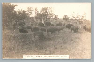 Buffalo Park WAINWRIGHT Alberta RPPC Antique Photo Postcard 1930s | eBay