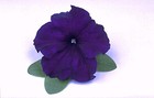 Petunia Supercascade Blue 1,000 seeds | eBay
