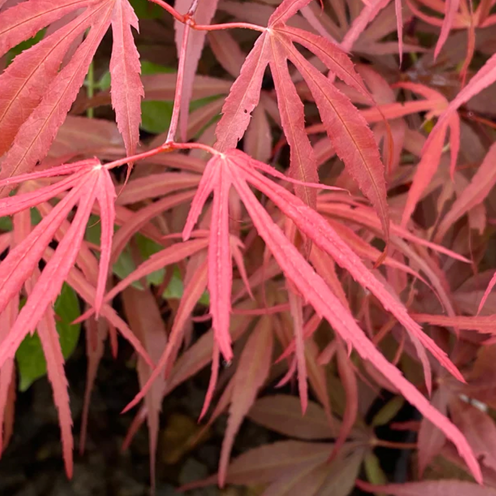 Acer Peve Dave Plant Japanes Maple Tree Outdoor Deciduous Garden Shrub ...
