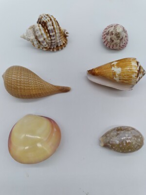 Seashell Magnets Set Of 6 Fridge Magnet Ocean Smooth Clam shell Beach ...