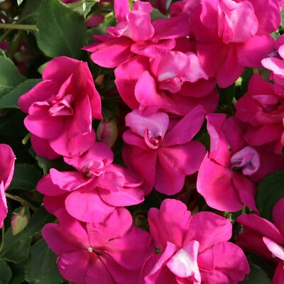 Impatiens Seeds 25 Athena Bright Purple Trailing Impatiens F1 Variety ...