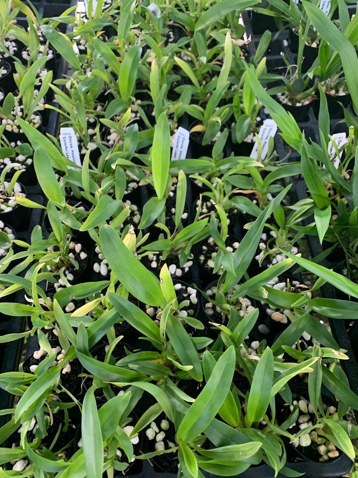 RON Orchid Oncidesa Oncsa. Hwuluduen Chameleon 'Colorful Lake' FRAGRANT ...