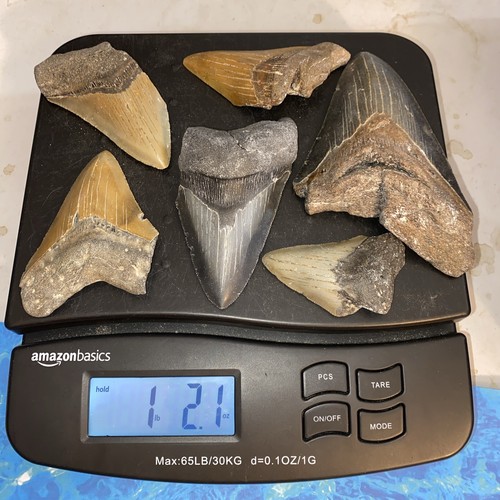 MEGALODON SHARK TEETH 1 POUND FRAGS TEETH MEG SCUBA DIVER DIRECT FOSSIL ...