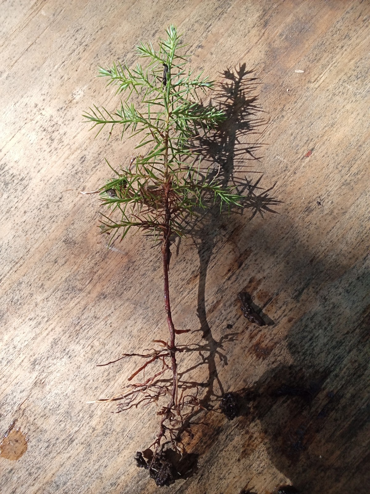 (10) Eastern Red Cedar Seedlings 4"-6" | eBay