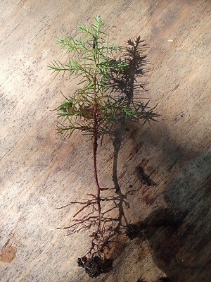 (10) Eastern Red Cedar Seedlings 4"-6" | eBay