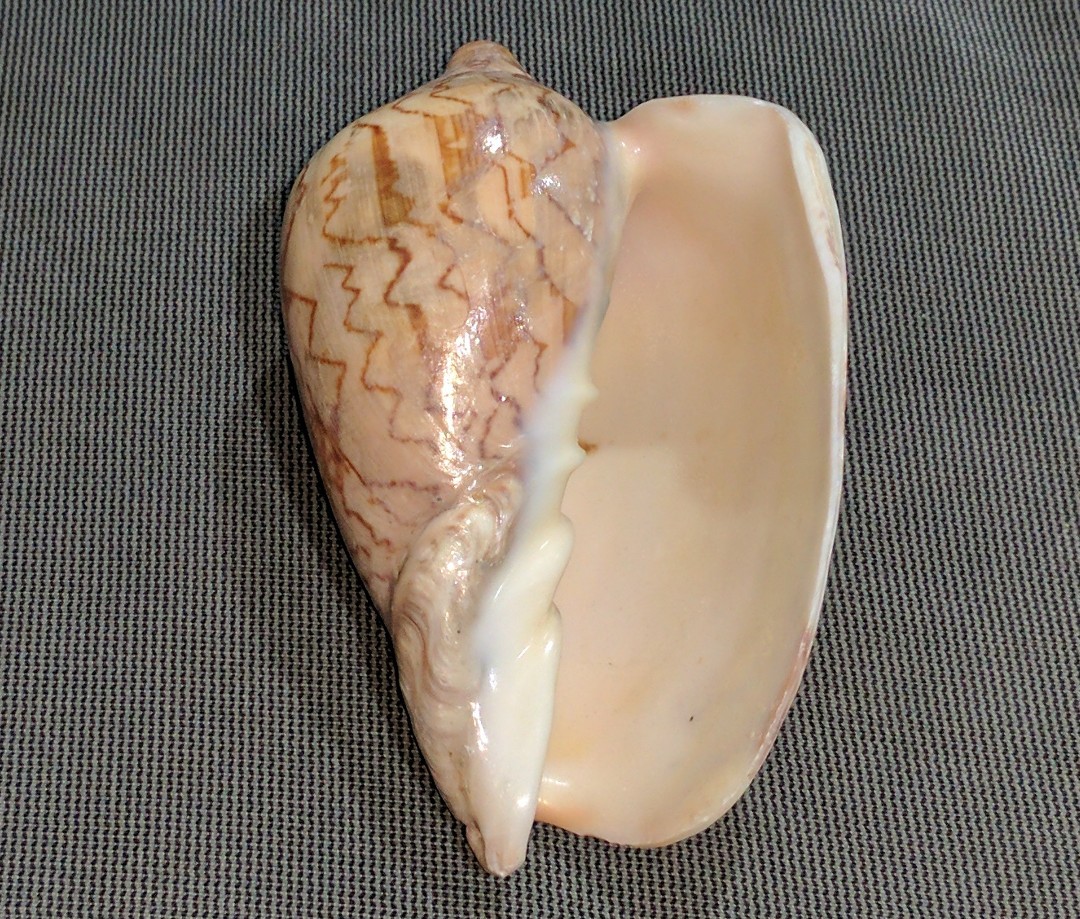 Noble volute shell LARGE RARE SEASHELL 4.5" collectors item Beach home ...