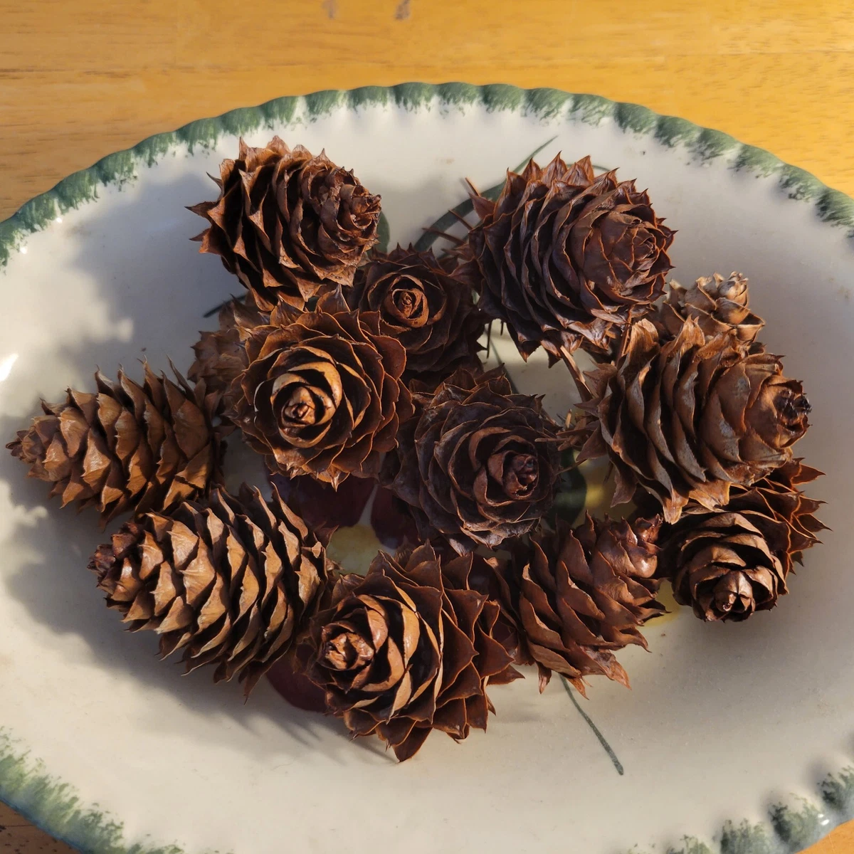 China Fir Cones