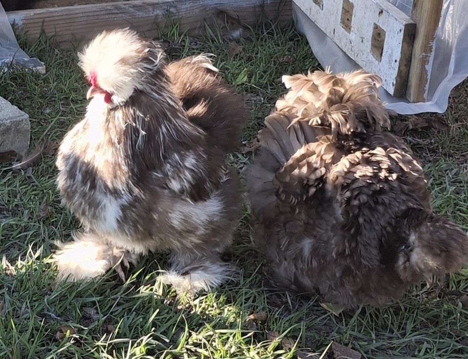 6 Quality CHOCOLATE MOTTLED Silkie/Satin Hatching Eggs *NPIP & AI CLEAN ...