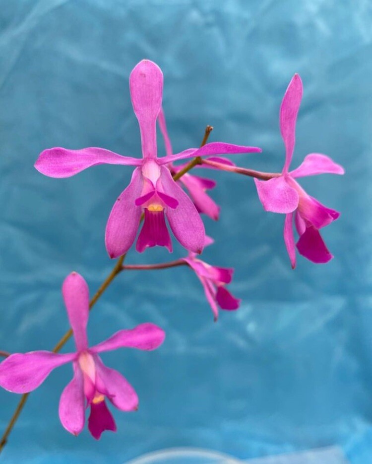 Encyclia jenischiana Pink Purple Orchid Species New Growth + Roots ...