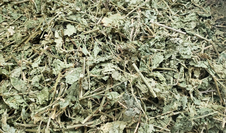 ANAMU 200 GR GUINEA HEN WEED (PETIVERIA ALLIACEA) 100 % NATURAL FROM ...