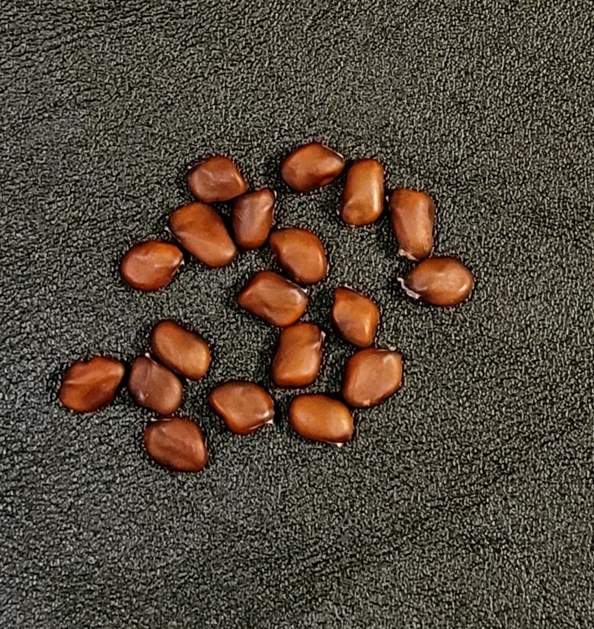 Fresh Anacacho Orchid Tree Seeds - Bauhinia Lunarioides - 20 seeds | eBay