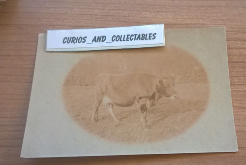 Heffer Cow in Field early 1900's Photo Postcard | eBay