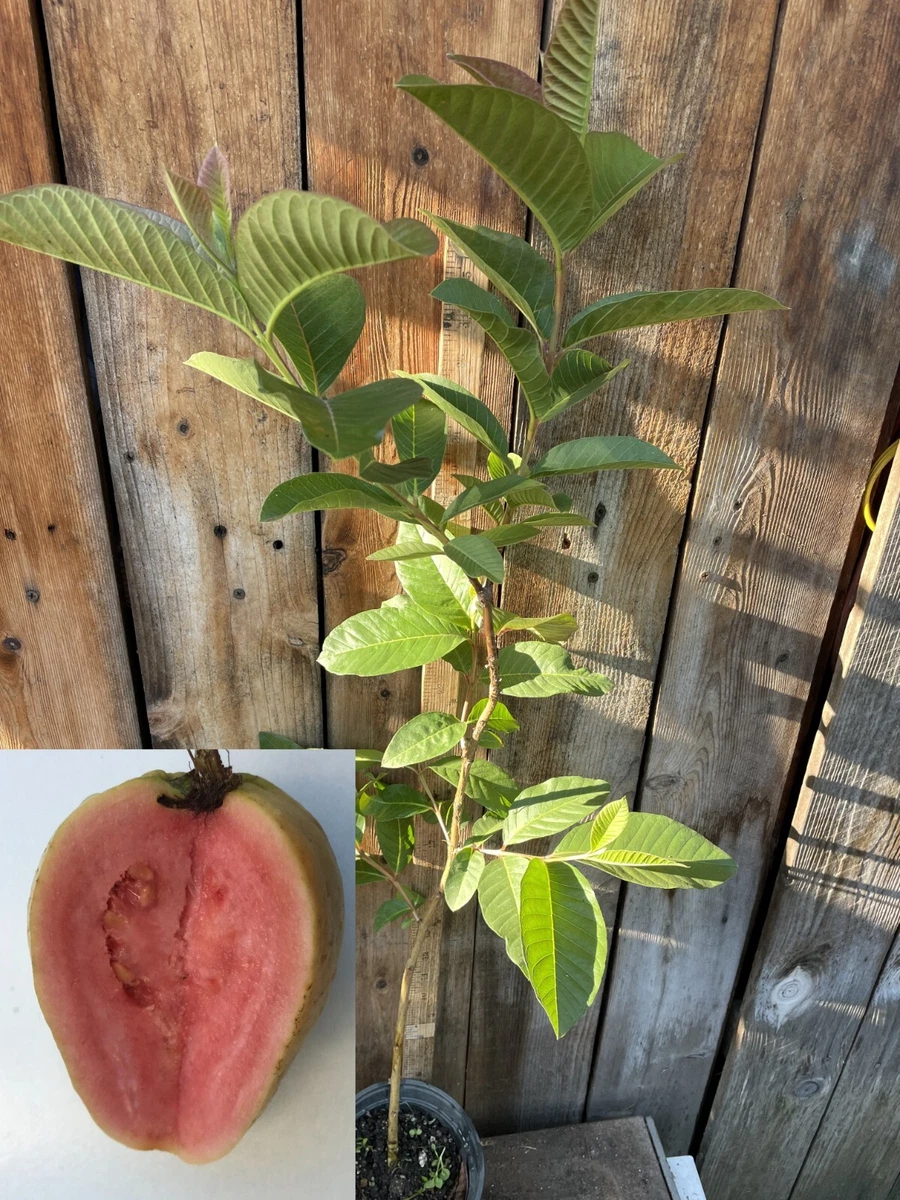 Pink Guava Tree