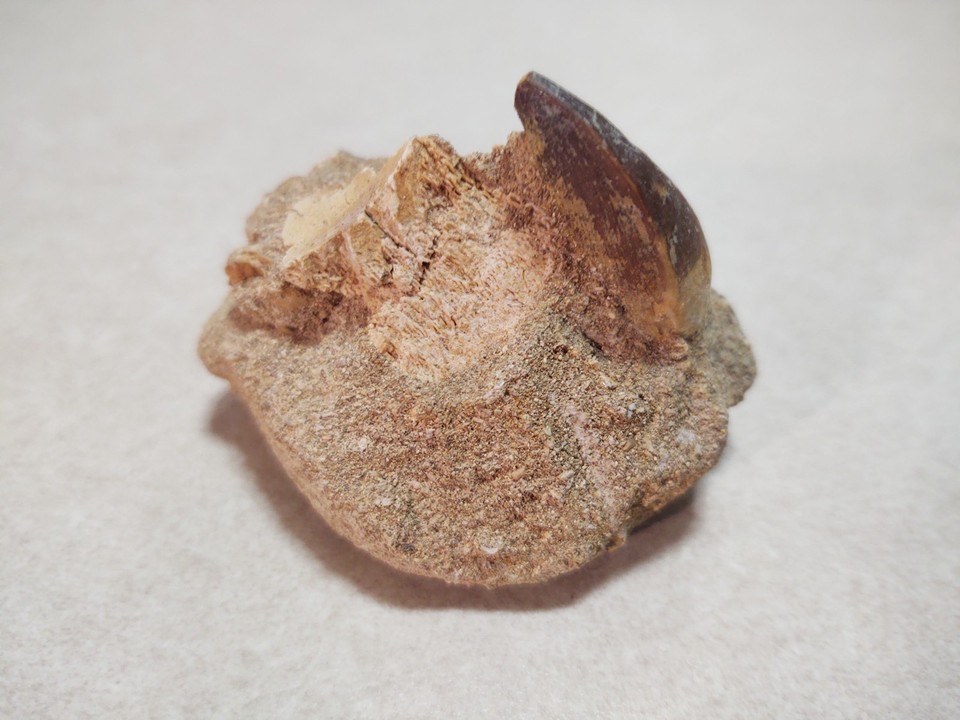 Mosasaurus 1" Tooth 65 Million Yrs Morocco + Bryozoan Ordovician ...