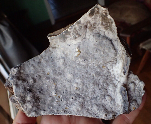 Botryoidal Fossil Coral Geode Fragment GA Agate Ocean Specimen Cabbing ...