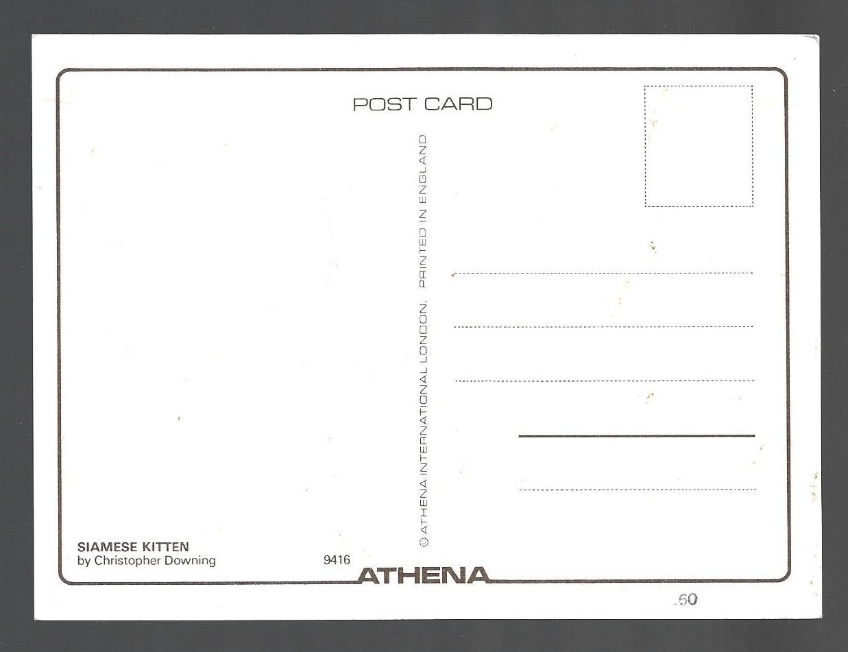 Christopher Downing, artist signed postcard "Siamese Kitten" Athena ...