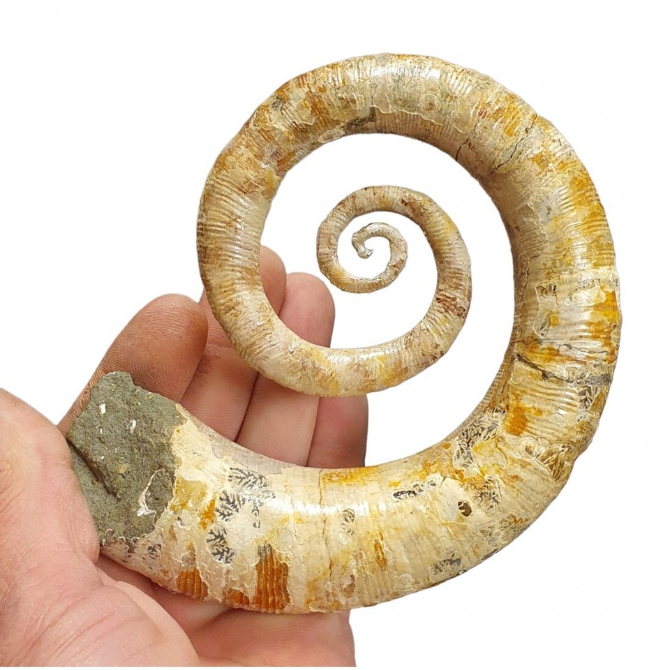 ammonite fossils Ephamulina arcuata albian cretaceous madagascar fossil ...