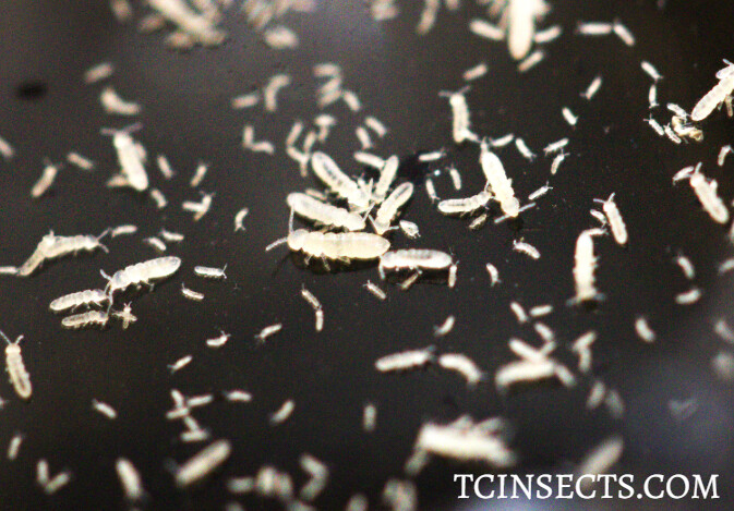 Live Springtail Culture White Tropical Temperate Silver Springtails ...