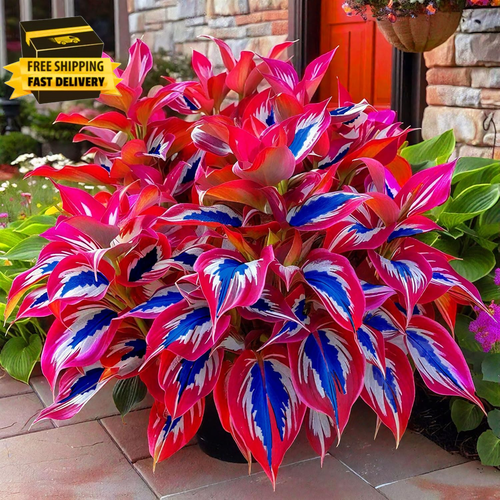 Hosta Seeds - 100 Rare White& Red Hosta with Blue Variations ...