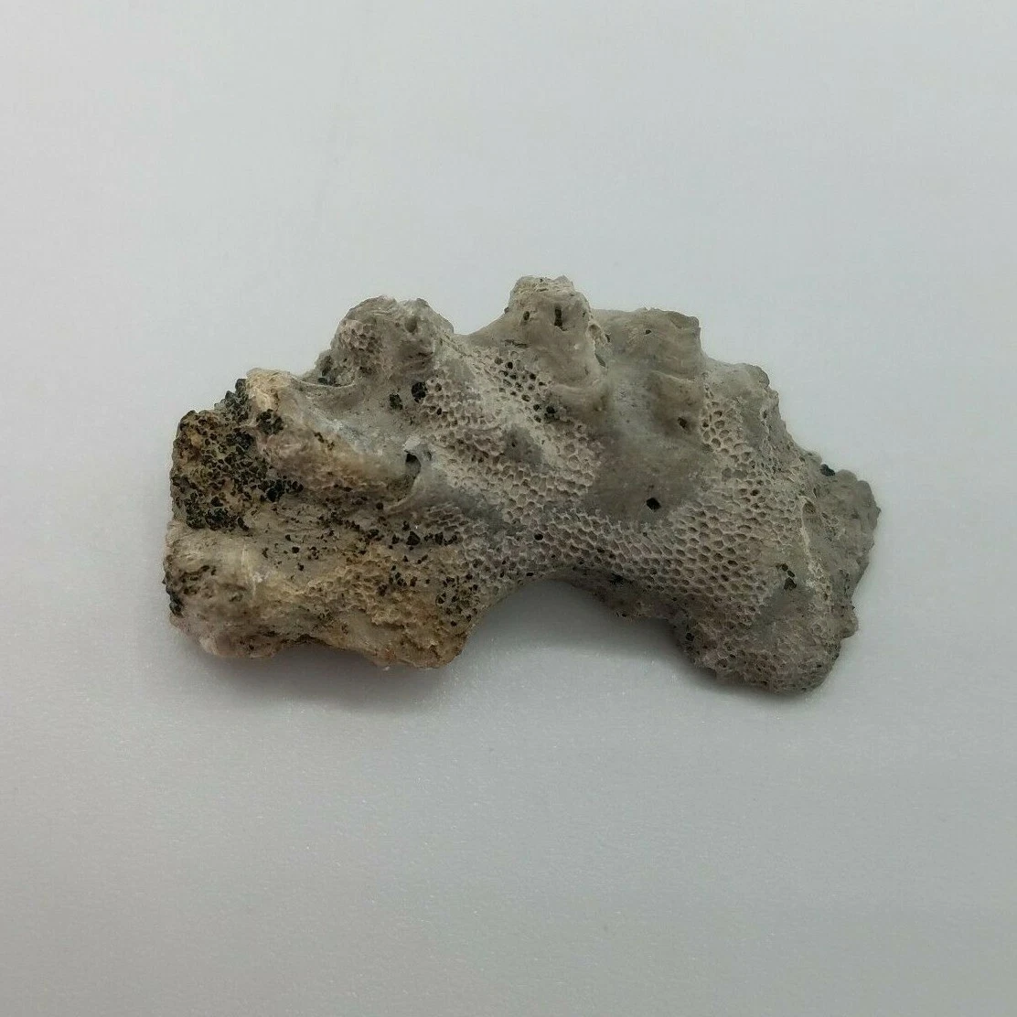 Encrusting Bryozoan Fossil