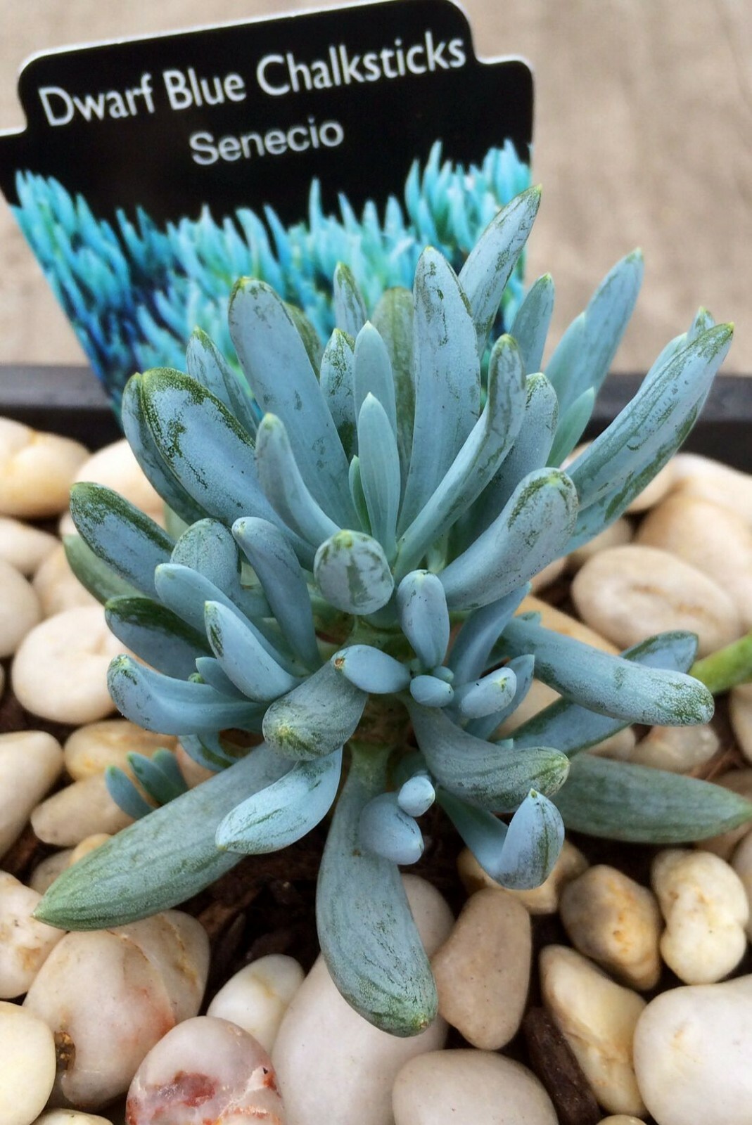 5X Senecio Dwarf Mini Baby Blue Chalk Sticks Curio Serpens 3" Cuttings ...