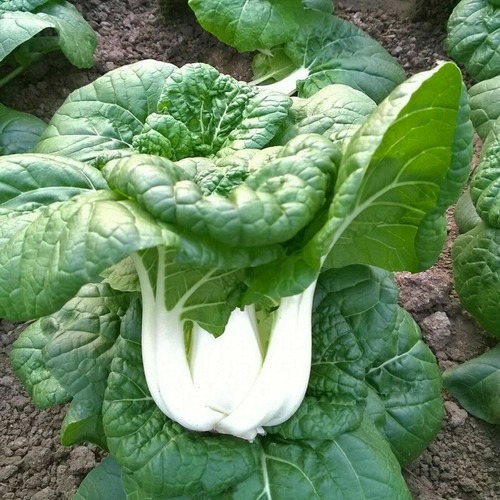 200+Canton pak choi seeds Chinese Cabbage BokChoy Napa Cabbage Siu Bok ...